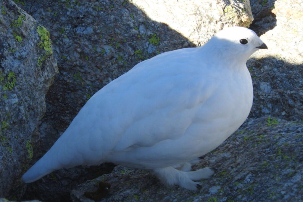 La cursa de l’Olla de Núria no es farà al juny per a evitar de molestar ...