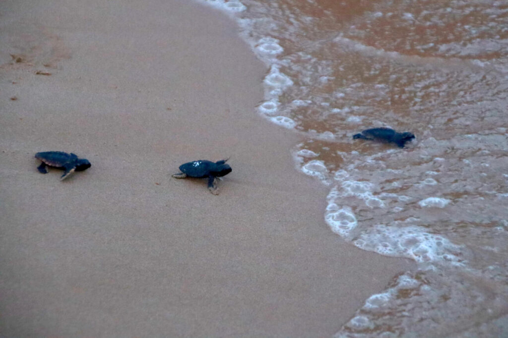 Alliberen les trenta-sis tortugues nascudes a Tarragona que han necessitat incubació artificial