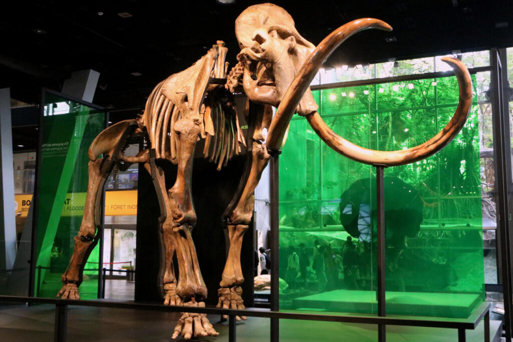 Un esquelet de mamut llanut de Sibèria s'estableix permanentment al ...